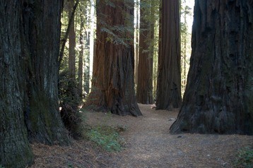 How They Get Amazing Photos of Giant Sequoias in California | Lets Go ...